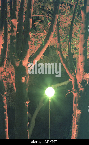 woods lit by red dramatic street lights at night Stock Photo - Alamy