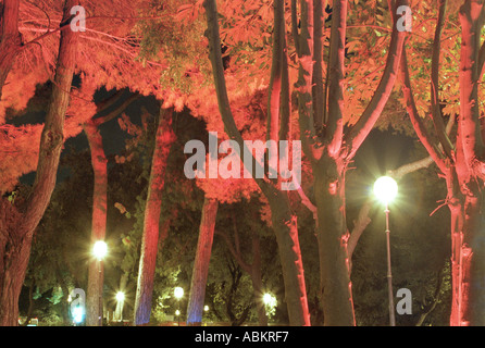 woods and path lit by red dramatic street lights at night Stock Photo ...
