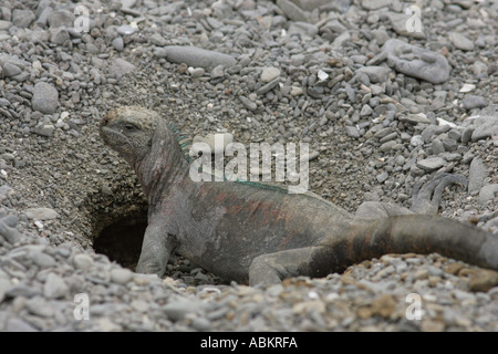 Marine Iguana (Amblyrhynchus cristatus) digging a cave for oviposition ...