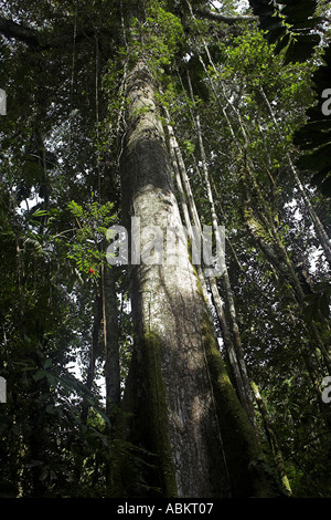 The massive trunk of a kapok tree (Ceiba pentandra) dwarfs three ...