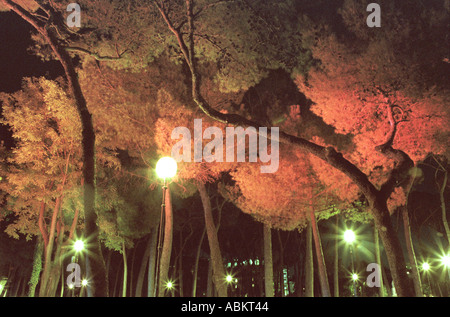 woods lit by red dramatic street lights at night Stock Photo - Alamy