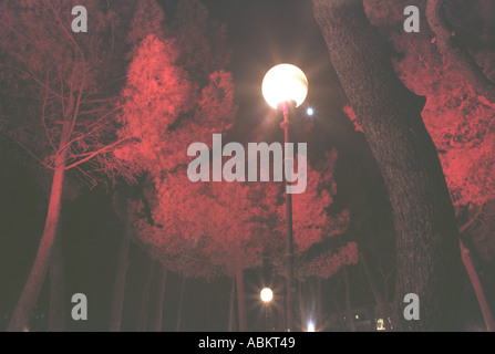 woods lit by red dramatic street lights at night Stock Photo - Alamy