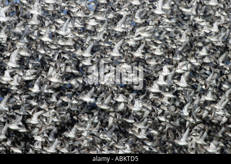Red Knot (Calidris canutus) large flock in flight, winter Stock Photo ...