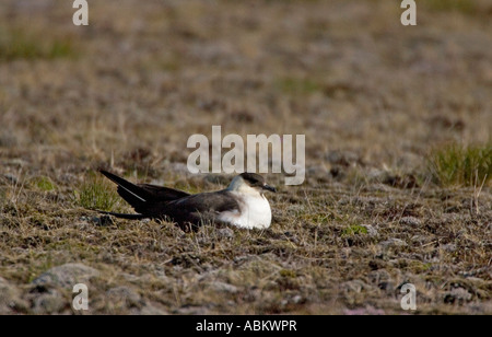 Arctic skua on her nest Stock Photo - Alamy