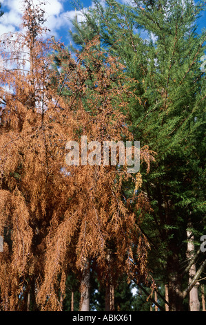 Cypress canker symptoms on conifer trees Stock Photo - Alamy