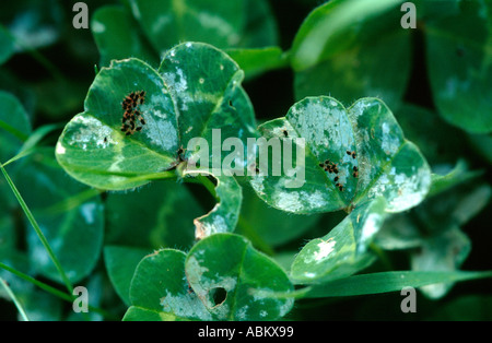 Redlegged earth mite damage on clover Stock Photo - Alamy