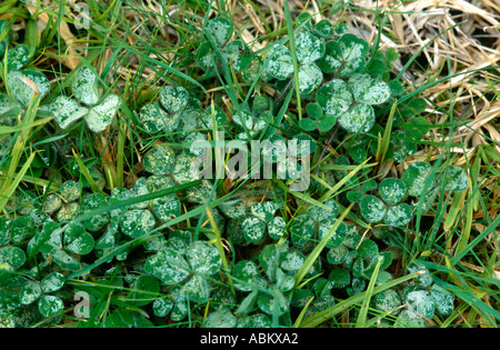 Redlegged Earth Mite (Halotydeus destructor) on old plank of wood Stock ...