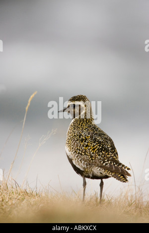 European Golden Plover Breeding Plumage Portrait Stock Photo - Alamy