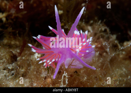 Pink Sea Slug, Coryphella pedata, Korcula Island, Adriatic Sea, Croatia ...