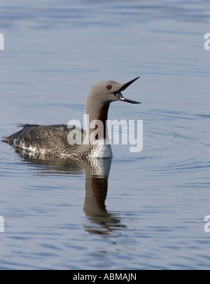 Red-throated Loon Calling Stock Photo - Alamy
