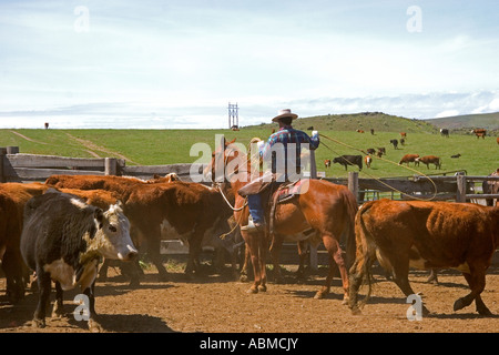 A cowboy with a lasso at a cattle roundup and branding in Belle Fourche ...