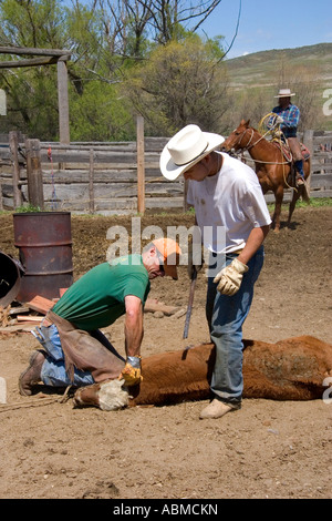 Cowboys branding cattle during a round up near Emmett Idaho Stock Photo ...