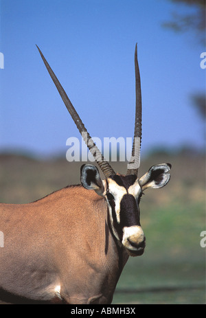South Africa, Kalahari Gemsbok National Park (Kgalagadi Transfrontier ...