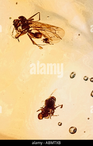 Dominican fossilised amber with insects & flies preserved Stock Photo ...