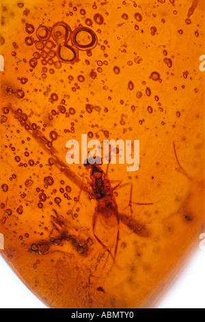 Dominican fossilised amber with insects & flies preserved Stock Photo ...