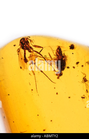 Dominican fossilised amber with insects & flies preserved Stock Photo ...