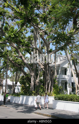 Banyan tree roots, Key West, Florida Keys, Florida, USA Stock Photo - Alamy