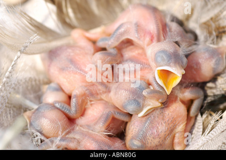 Baby Tree Swallows in Nest, Waiting for Food Stock Photo - Alamy
