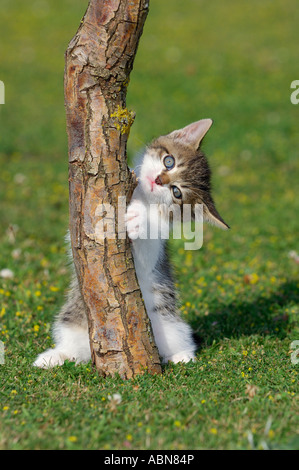 Kitten looking at the camera with selective focus Stock Photo - Alamy