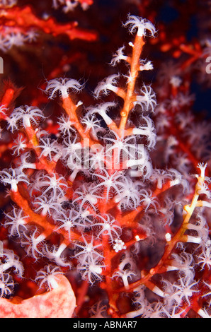 Coral polyps. Close-up of the tentacled polyps of coral (class Anthozoa ...