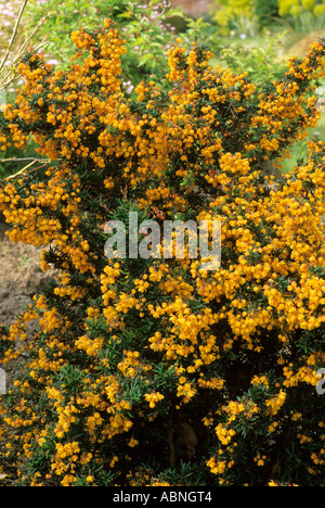 berberis x stenophylla corallina compacta orange red berries autumn ...
