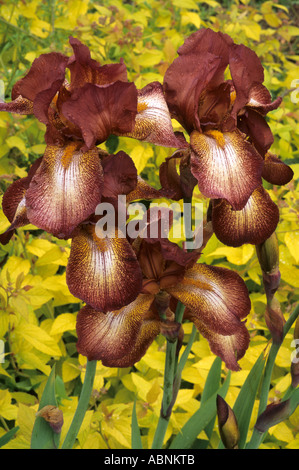 Iris 'Kent Pride', tall bearded Stock Photo - Alamy