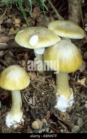 Amanita phalloides poisonous mushroom Stock Photo - Alamy