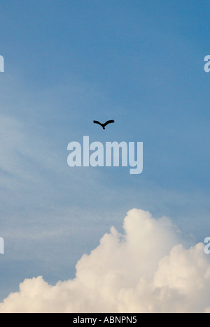 Eagle flying high Stock Photo - Alamy