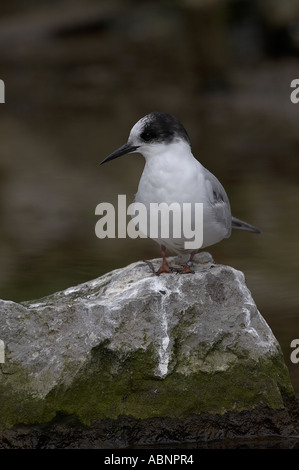 Common Tern in adult Winter plumage Stock Photo - Alamy