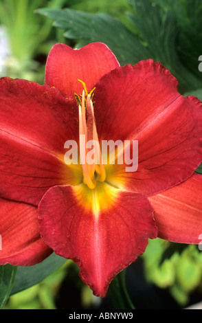 Day-lily (Hemerocallis Chicago Fire), Hemerocallidaceae Stock Photo - Alamy