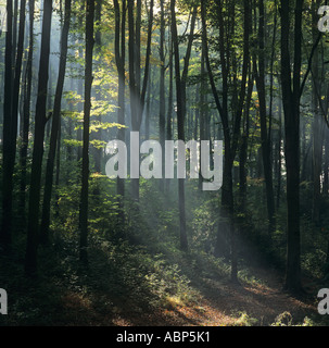 Chesham Bois Wood Buckinghamshire Stock Photo - Alamy