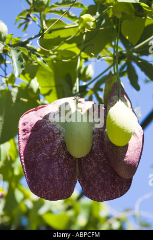 Calico flower (Aristolochia elegans Stock Photo - Alamy