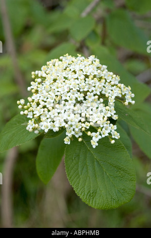 Wayfaring tree, Viburnum lantana, Viburnum lantana Stock Photo - Alamy