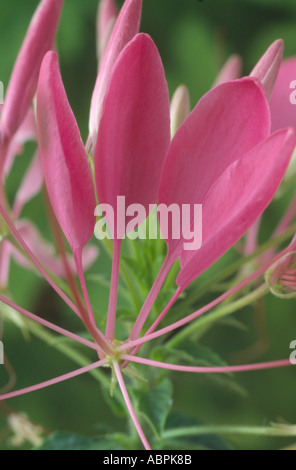 Cleome 'Rose Queen'. Spider flower Stock Photo - Alamy