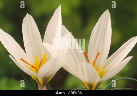 Crocus hadriaticus 'Dodona' Stock Photo - Alamy