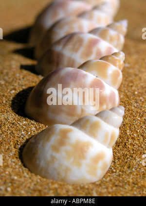Three pretty conical sea shells in a row line Stock Photo - Alamy