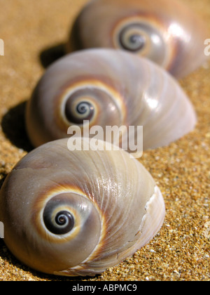 Conical Sea Shells Stock Photo - Alamy