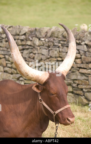 brahmen bull as part of Peter Jolly s circus entertainment one of the ...