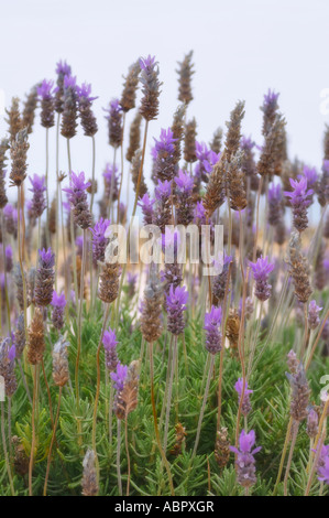 The scenic lavender field with purple shrubs in bright sunrise light ...