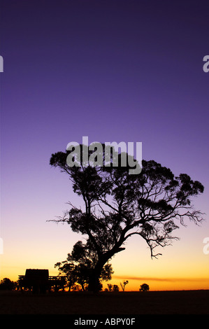 Silhouette of tree at dusk at Mount Arapiles Victoria Australia Stock ...