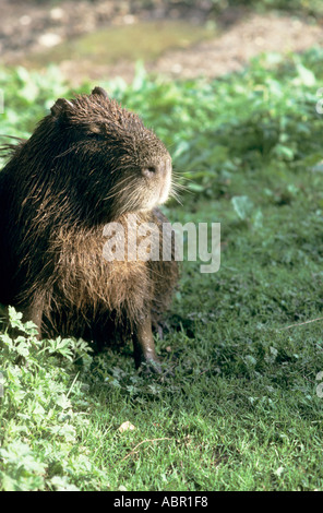 Capybara Amazon rainforest Amazonia Jungle forest river tropics ...