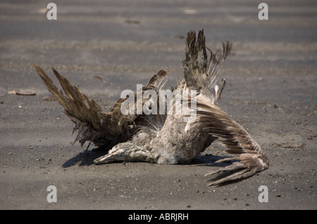 Dead Gull on the Beach, Baja California Stock Photo - Alamy