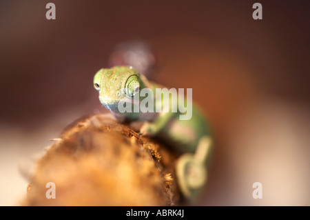Veiled chameleon hatchling Stock Photo - Alamy