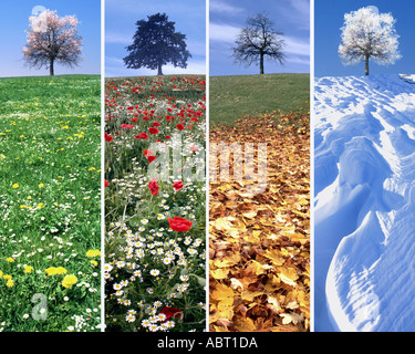 Spring, Summer, Fall and Winter. Four seasons photographed in the same ...