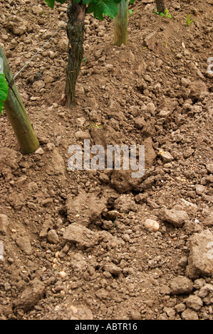 Soil detail. Clay. Sand. Chateau de Jau, Cases de Pene, Roussillon ...