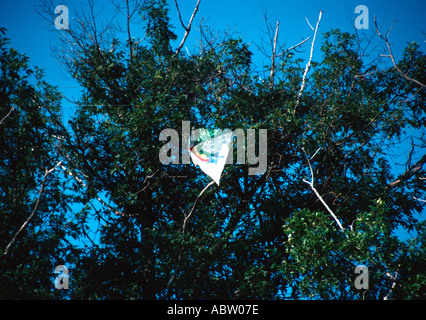 A kite caught in a tree Stock Photo - Alamy