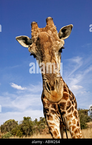 Close-up of adult male Giraffe winking, Chobe National Park, Botswana ...
