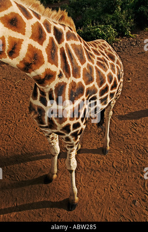 Portrait of a Giraffe (Giraffa camelopardalis) with a skin disease ...