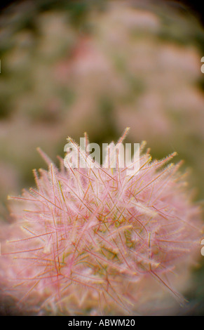 pink puffy flowering tree Stock Photo - Alamy