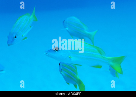 Blue lined snapper in Okinawa Japan Stock Photo - Alamy